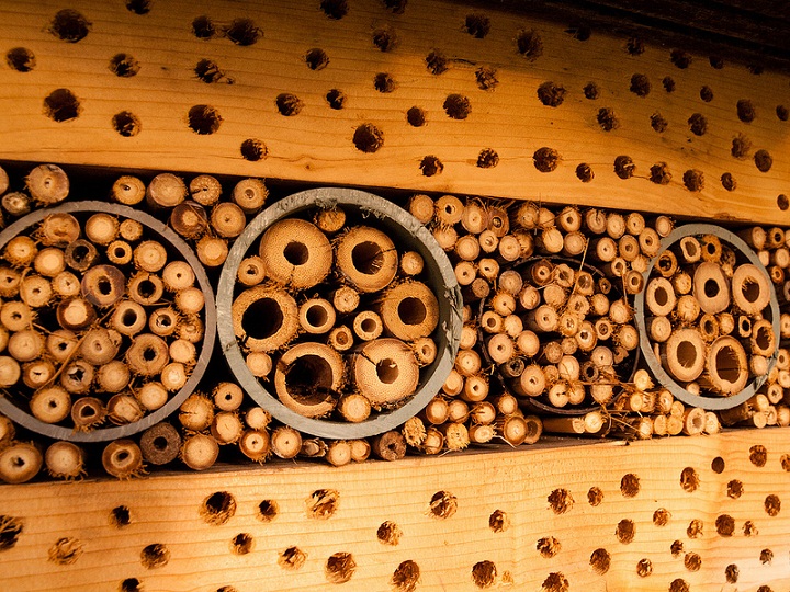 Insect Hotel • Insteading